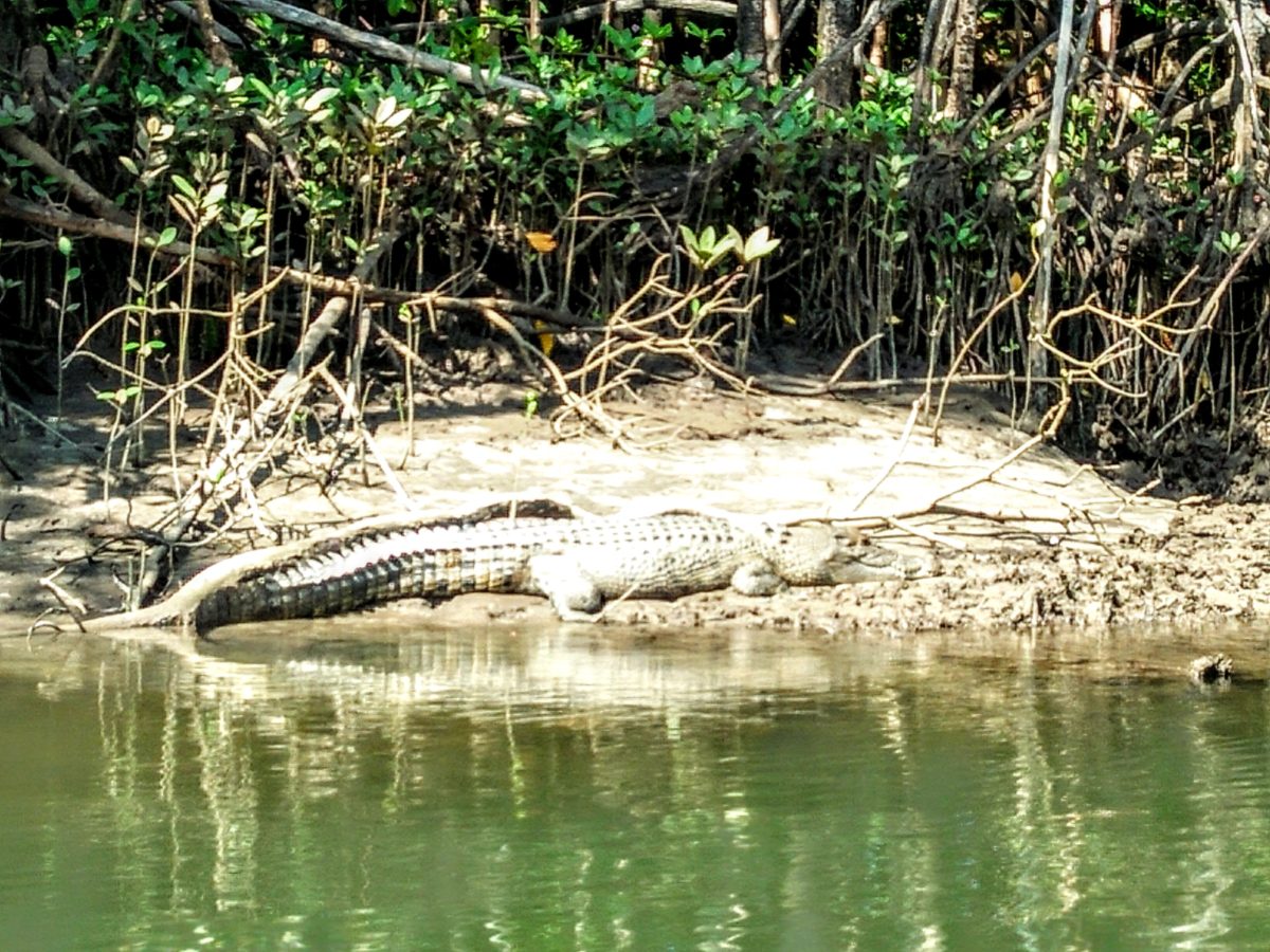 21 Awesome Things to do in the Daintree Rainforest - Schuck Yes